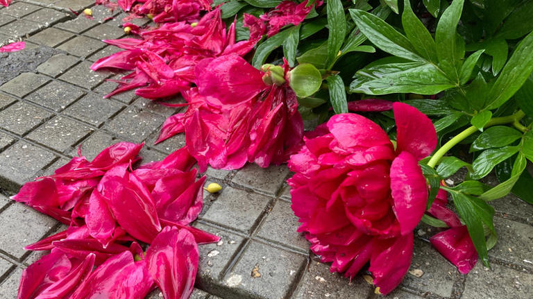 Say Goodbye To Floppy Peonies With A Gardening Hack That's Practically Free