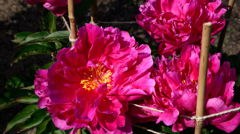 Say Goodbye To Floppy Peonies With A Gardening Hack That's Practically Free