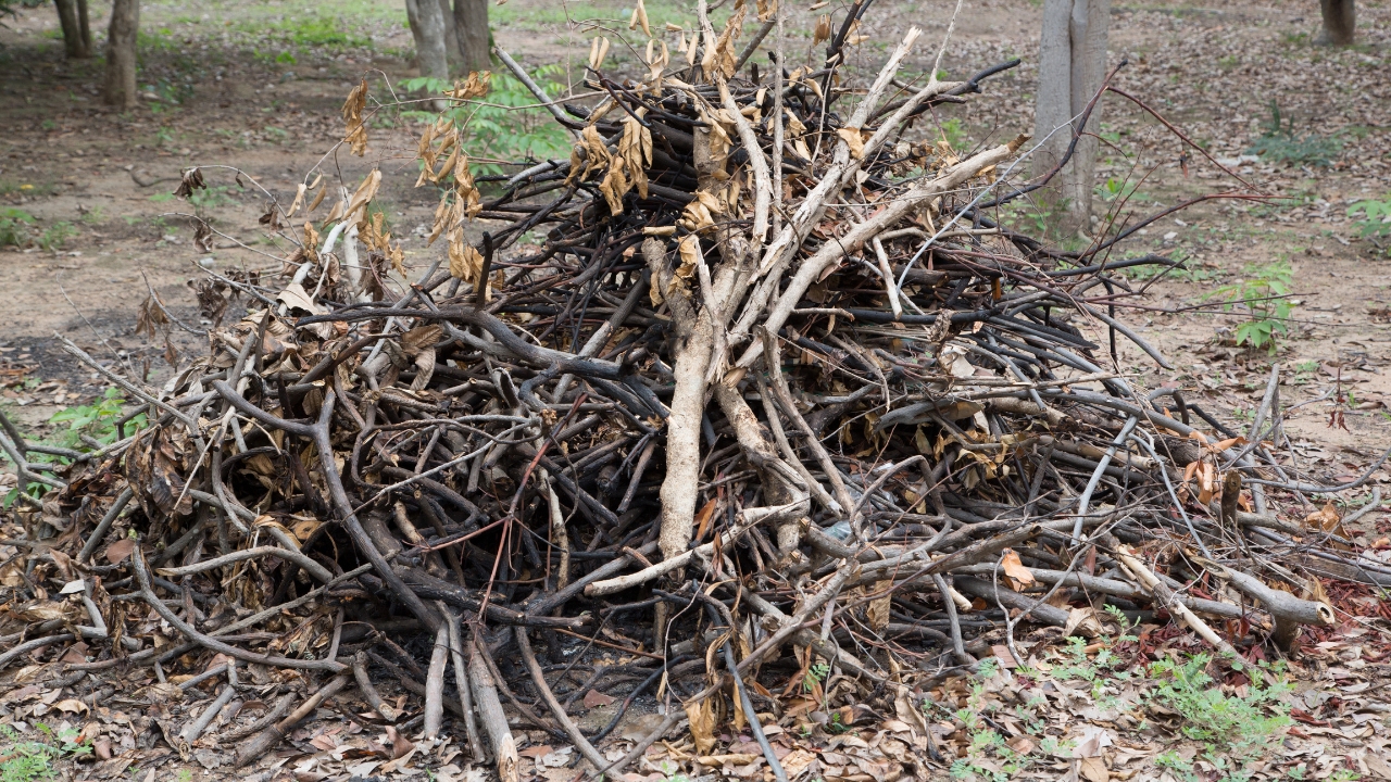 12 things I clear out every spring before the yard wakes up