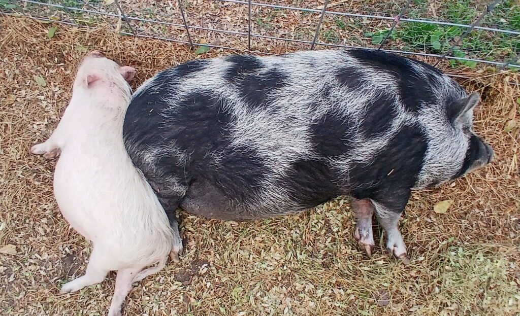 Woman adopts “micro pig” – ends up with five full sized porkers