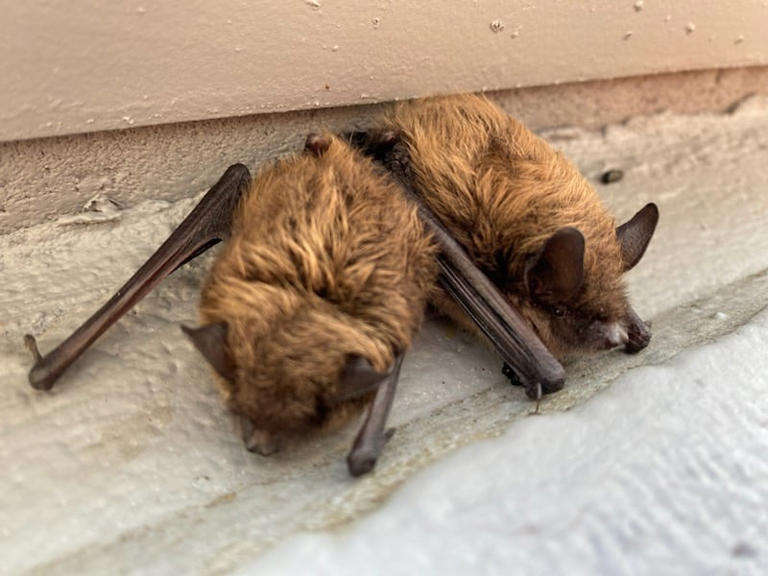 Bats testing positive for rabies in Sask. a reminder to be cautious ...