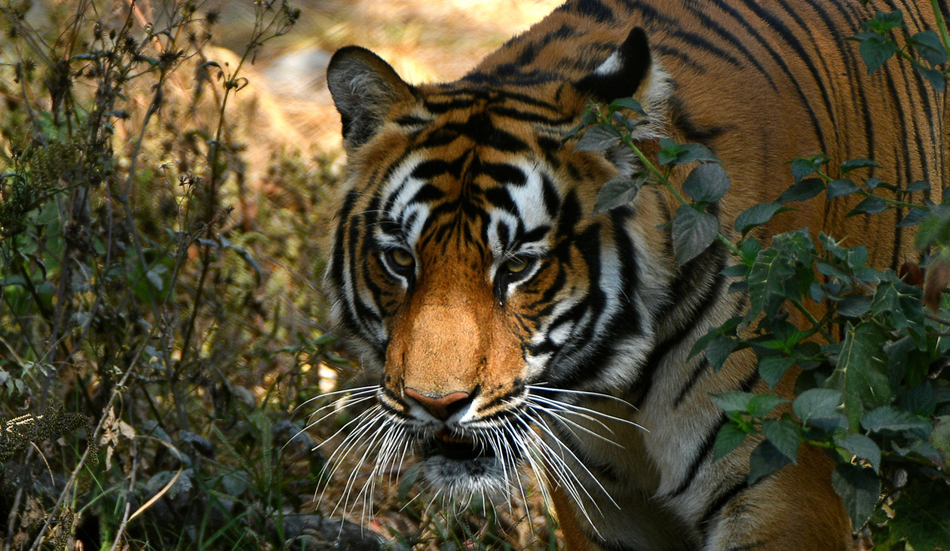 The tiger's enduring cultural appeal