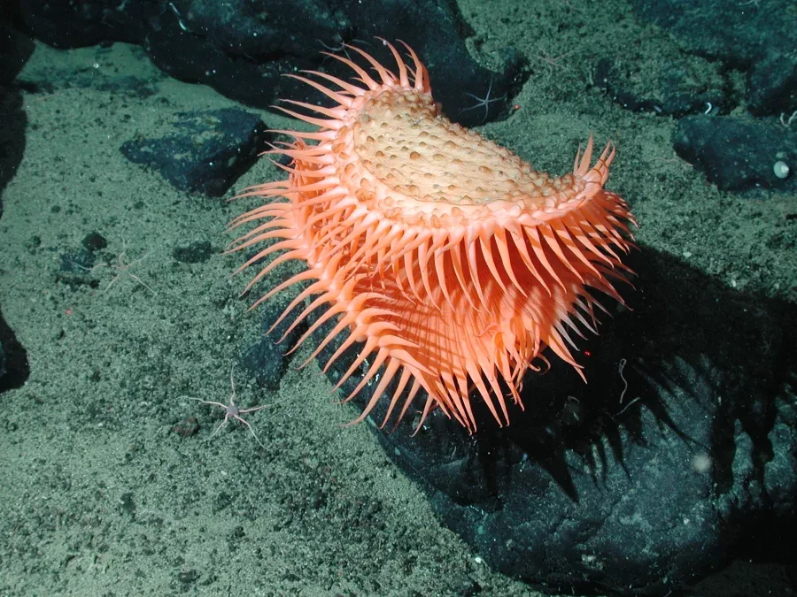 99.999% of the Seafloor Is Still a Mystery We Haven’t Explored