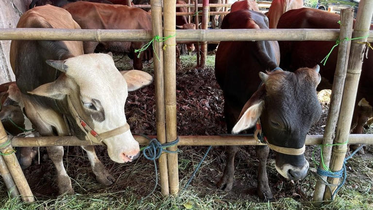 Harga Kurban Sapi dan Kambing 2025 di Yogyakarta dan Semarang