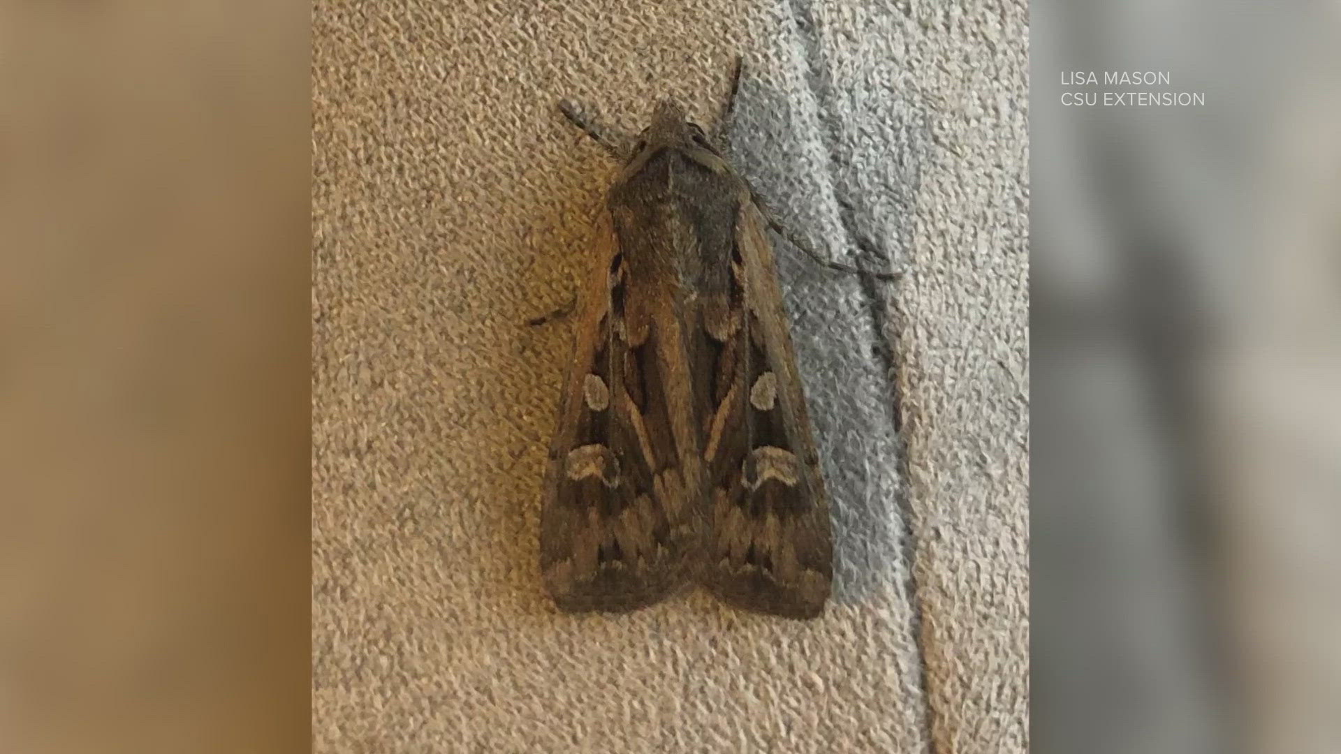 Miller moth migration is about to begin: Be kind to these pollinators