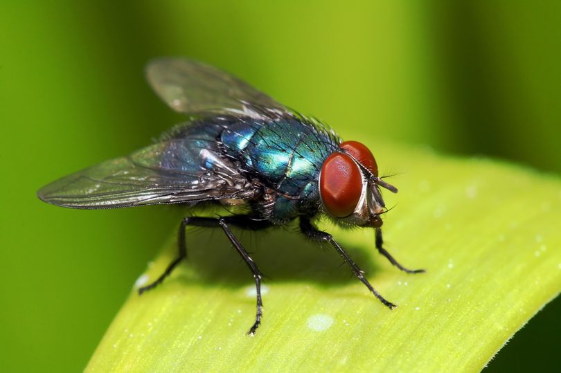The cheap and simple hack to keeping flies out of your home this summer