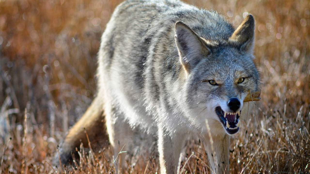 You’ll Wound More Than You Kill: Bad Caliber Picks for Coyotes