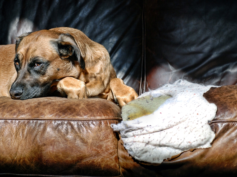 16 Signs Your Dog Needs More Routine