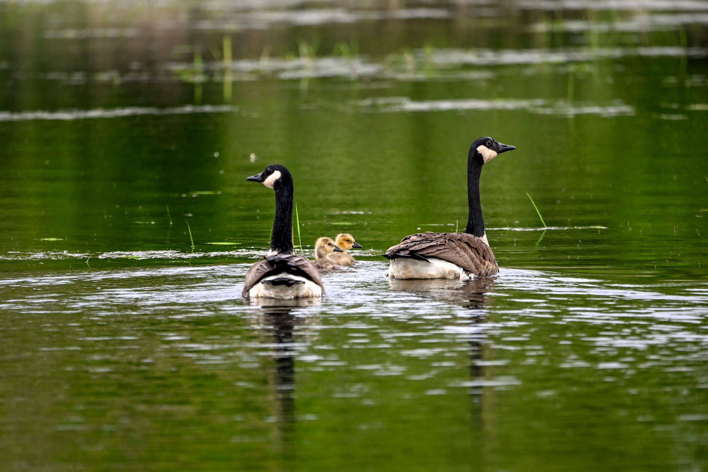 Michigan won't exterminate geese — so what's the next step?