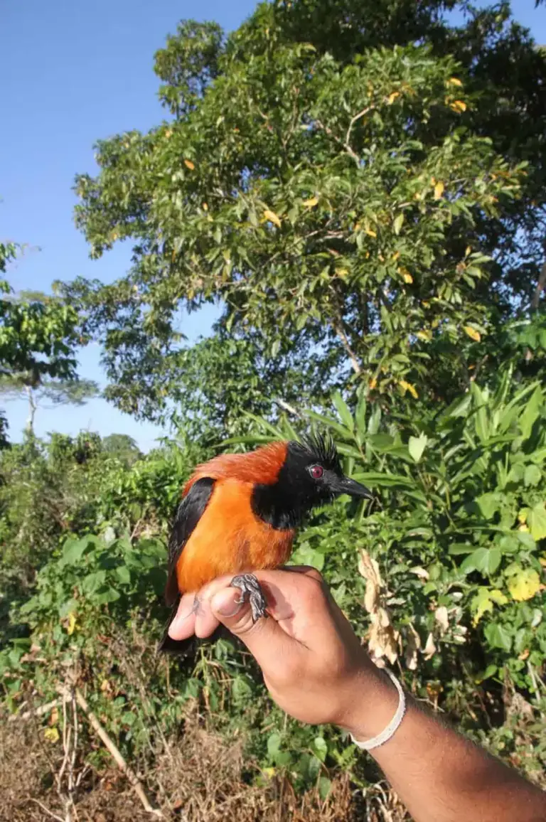 Estas aves contêm uma toxina mais mortal do que o cianeto