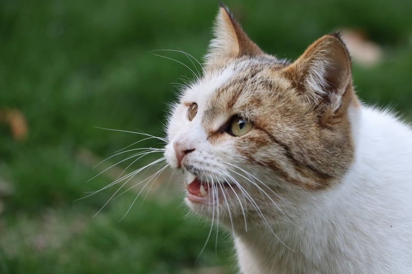 Cats make 'strange chattering' sound when they see birds for clever reason