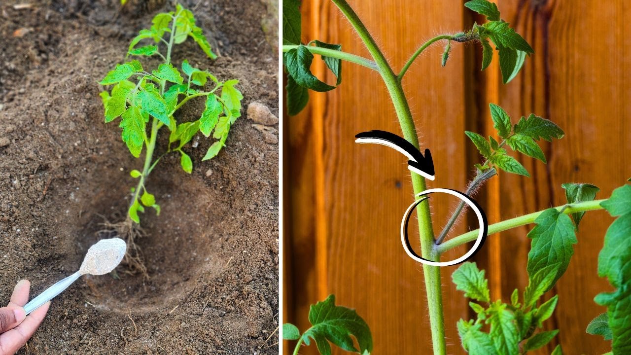 One Simple Trick For Bigger Healthier Tomatoes