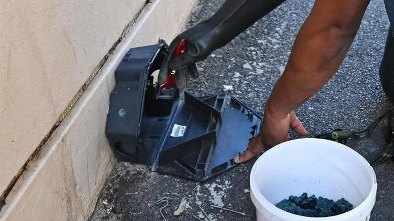 Cape Town's urgent battle against the rising rodent population