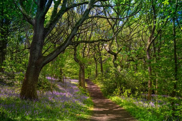 'Secret' easy stroll in Lake District among the most 'divine spring walks'