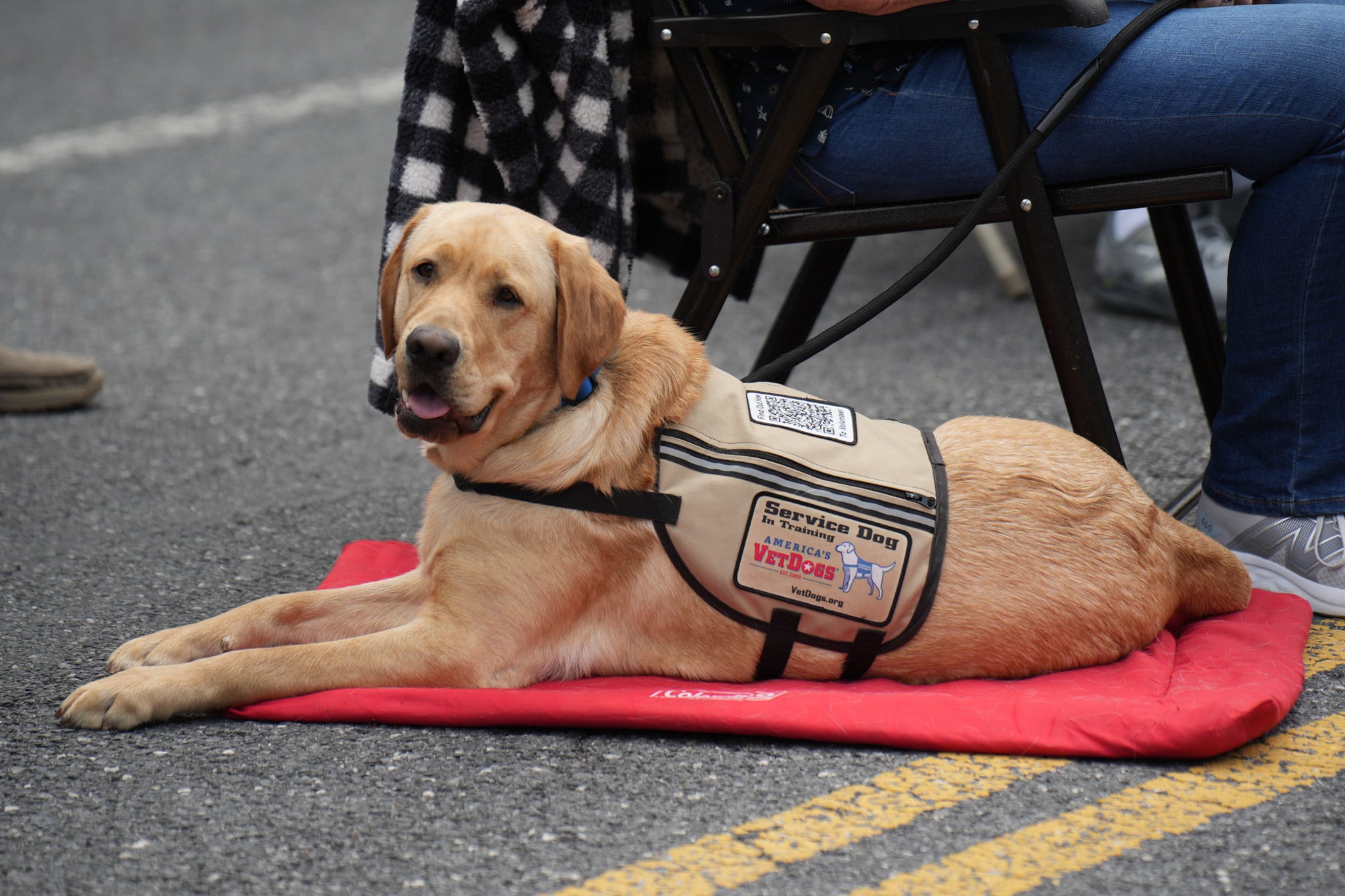 Gov. Stitt vetoes bill targeting 'fake' service animals. Is there ...