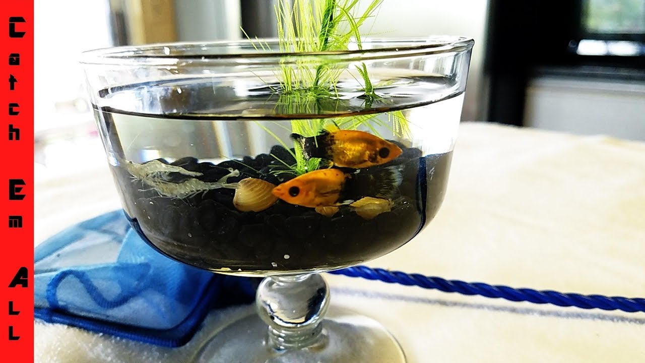 I made a fish aquarium in a drinking glass