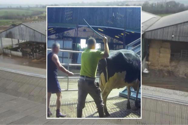 Farm staff 'no longer working at site' following alleged animal abuse ...