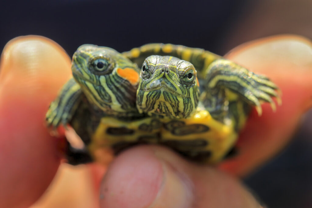 9 Photos of Animals With Two Heads That Prove Nature Doesn’t Always ...