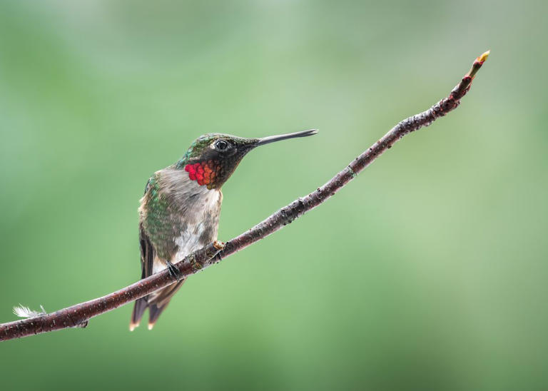 Where to hang a hummingbird feeder (most people get this wrong)