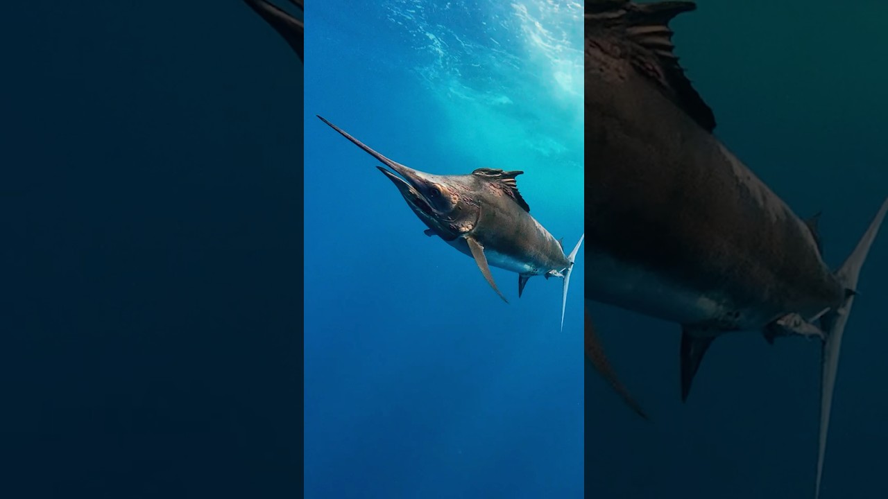 Wild Marlin Encounter Caught on Camera