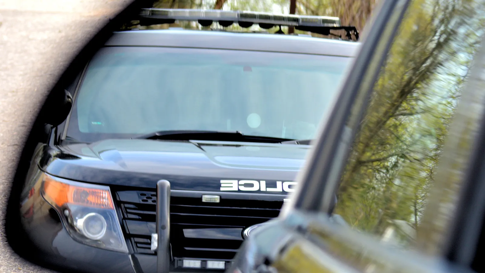 Dog Man Paws of Justice a Box-office Success