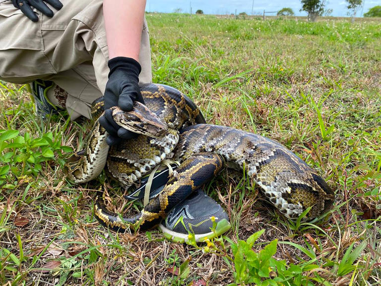 Registration opens for 2026 Florida Python Challenge: What to know