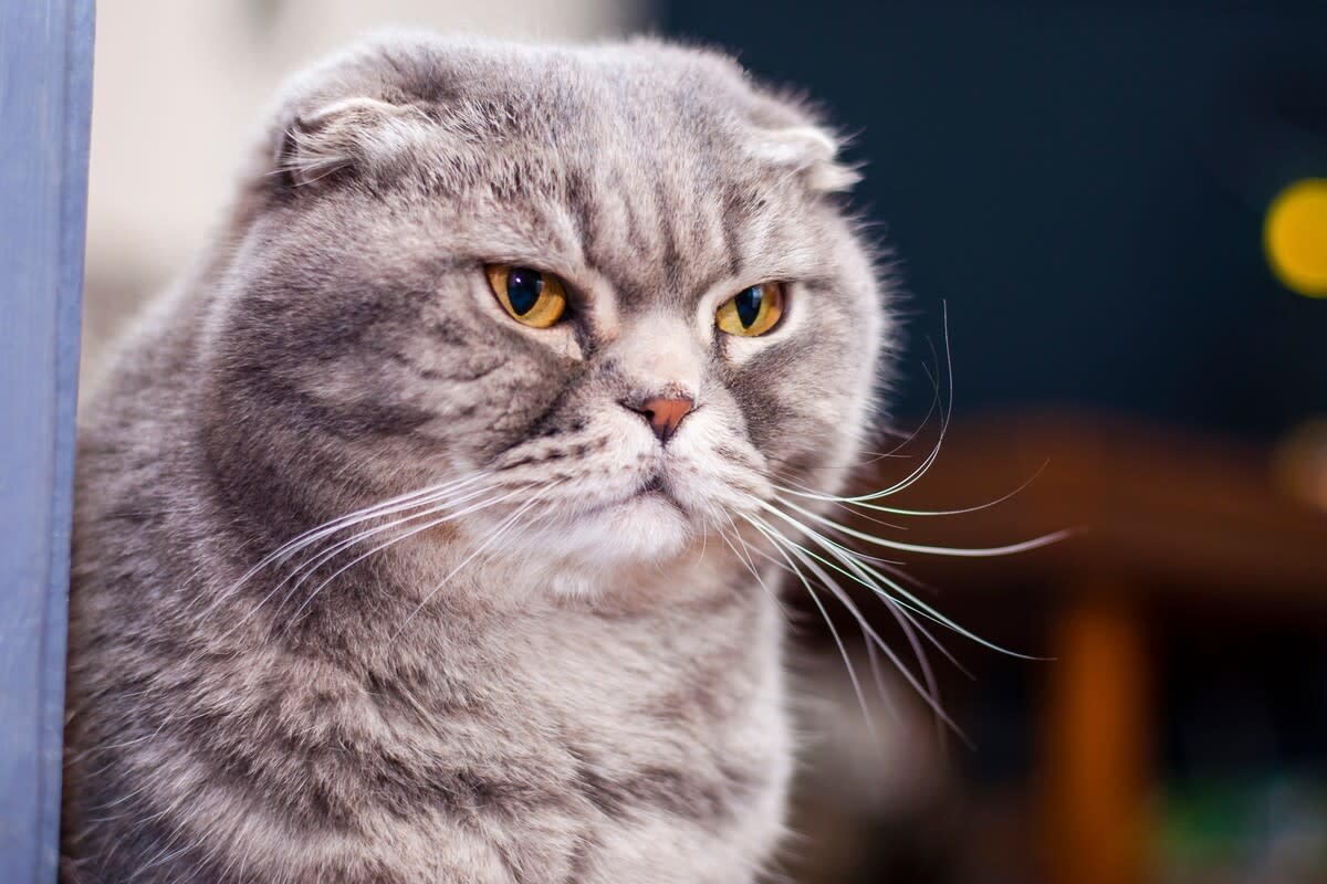 Grumpy Cat’s ‘Grievance’ Against His Mom’s Boyfriend Has People Cracking Up