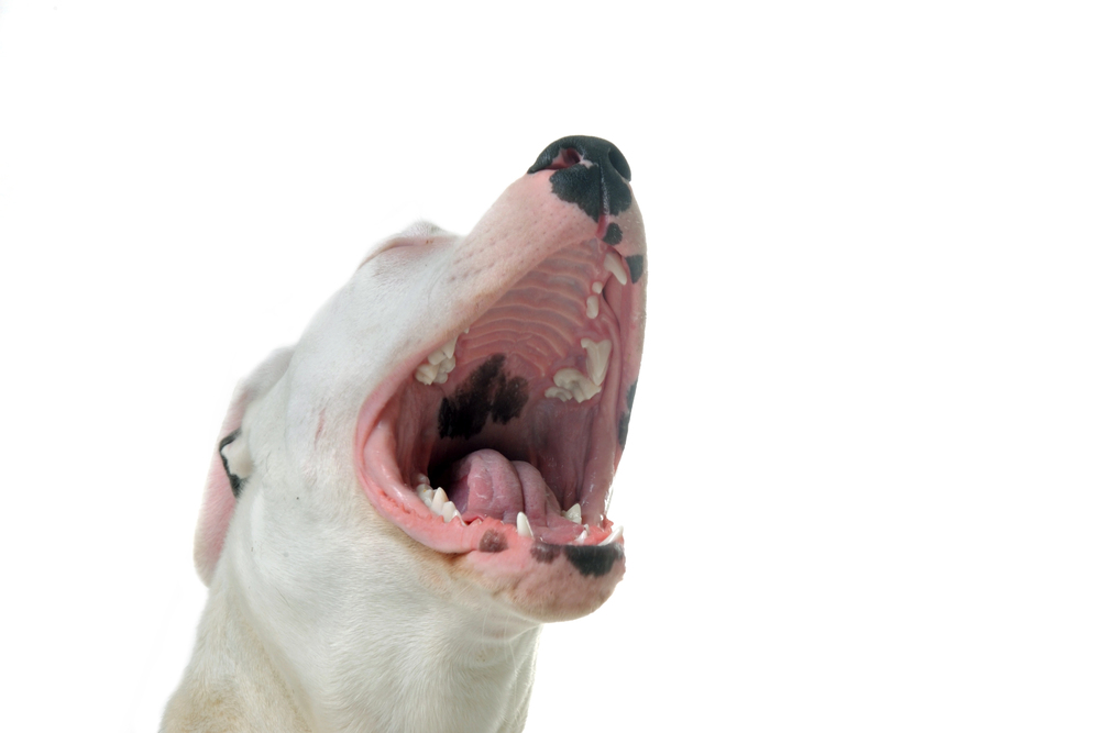 16 Signs Your Dog Needs More Routine