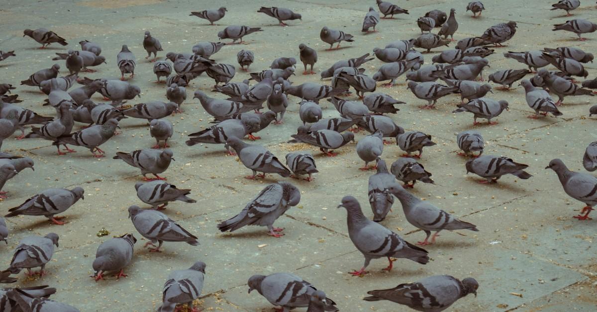 Birds Are Exploding in a California Town — Here’s Why Experts Suspect ...