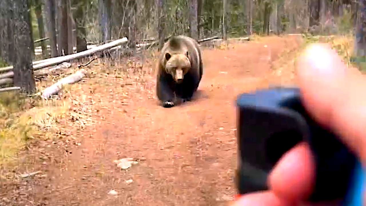 Terrifying moment hiker stalked by huge grizzly bear for 10 minutes