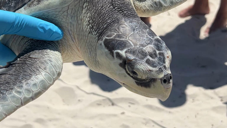 Kemp’s ridley sea turtles return to Mississippi Sound after months of ...