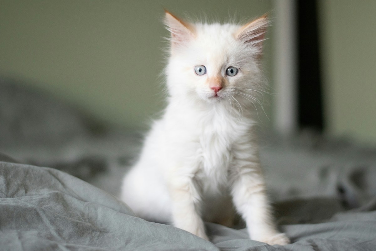Tiny Ragdoll Kitten's Mighty Meow Is Enough to Make Anyone Fall in Love