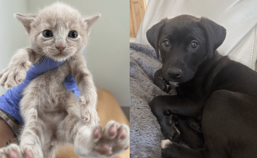 You can adopt a pet for free this weekend in Salt Lake for ‘National ...