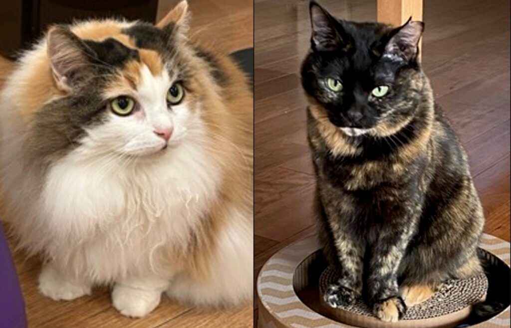 Gene mutation gives ginger cats their distinct colouring