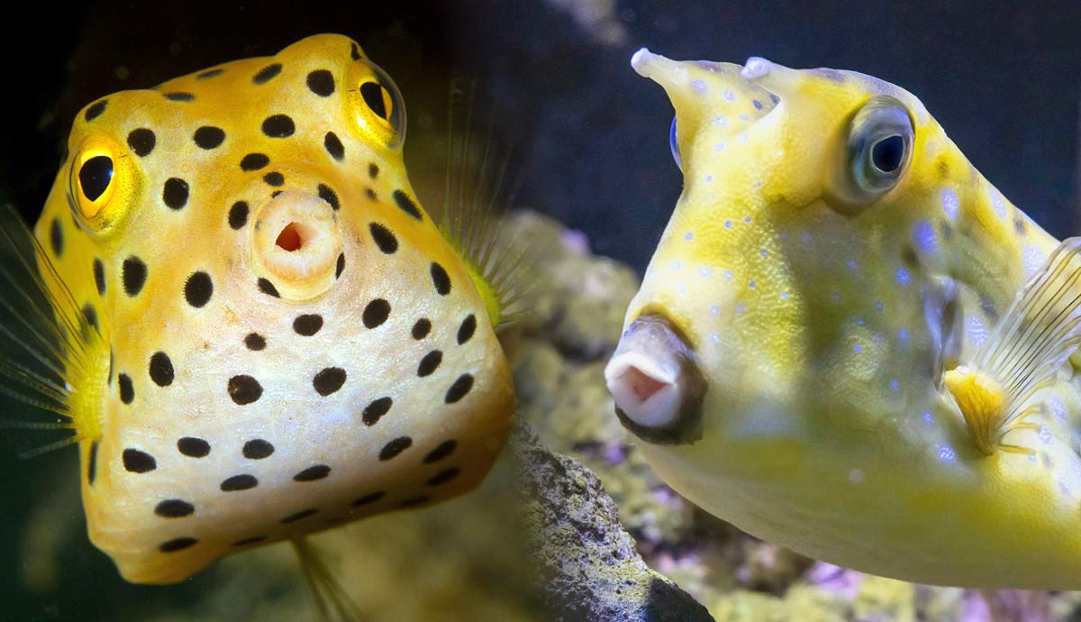 6 Weirdest Looking Saltwater Fish