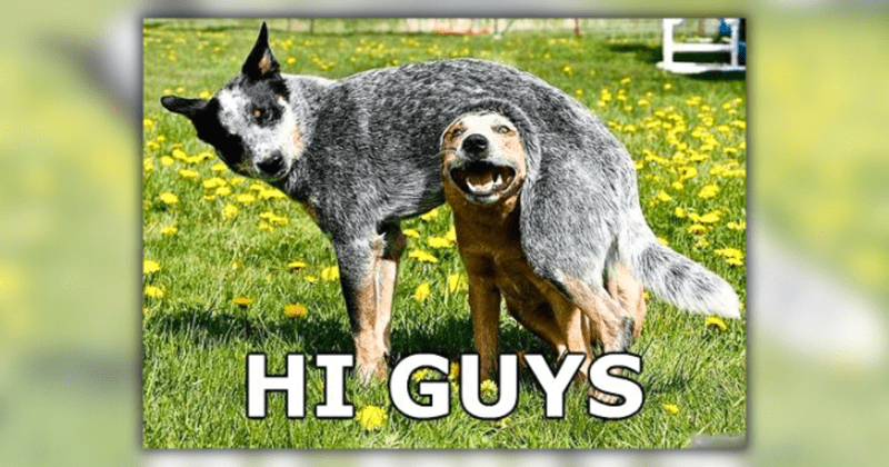 24 Funny Dog Memes to Look at First Thing in the Morning, the Rest Can ...