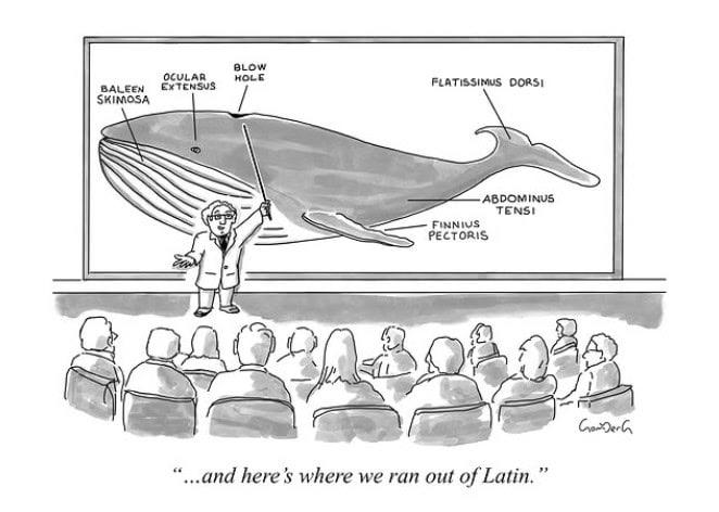 30 Clever Single Panel Comics From Hilarious Cartoonist David Gomberg