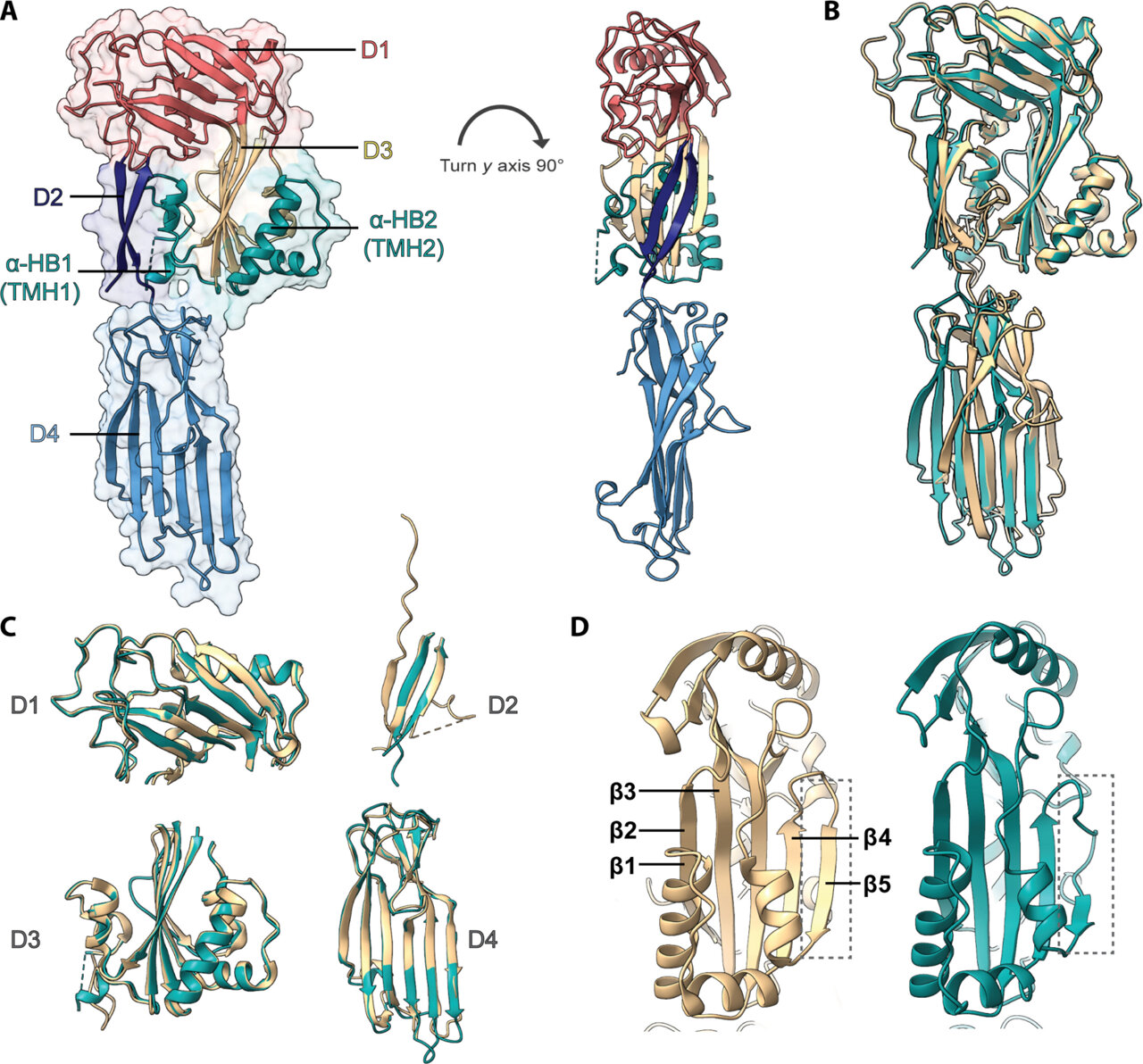 Researchers discover gut bacteria 'weapon' and redirect it toward cancer