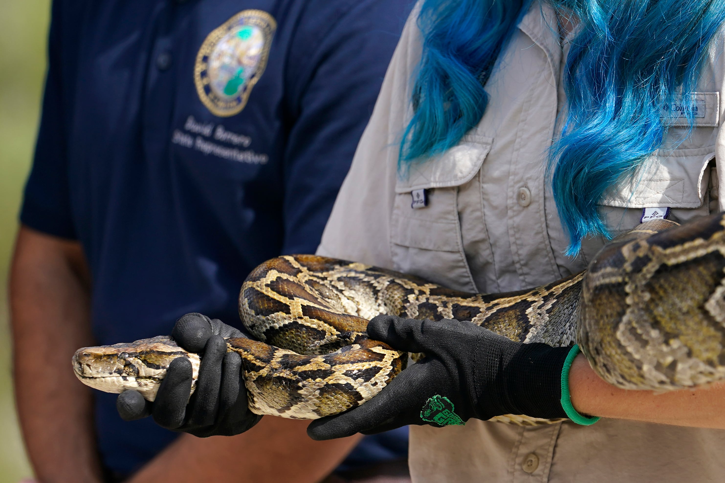 Registration now open for Florida’s annual python hunt