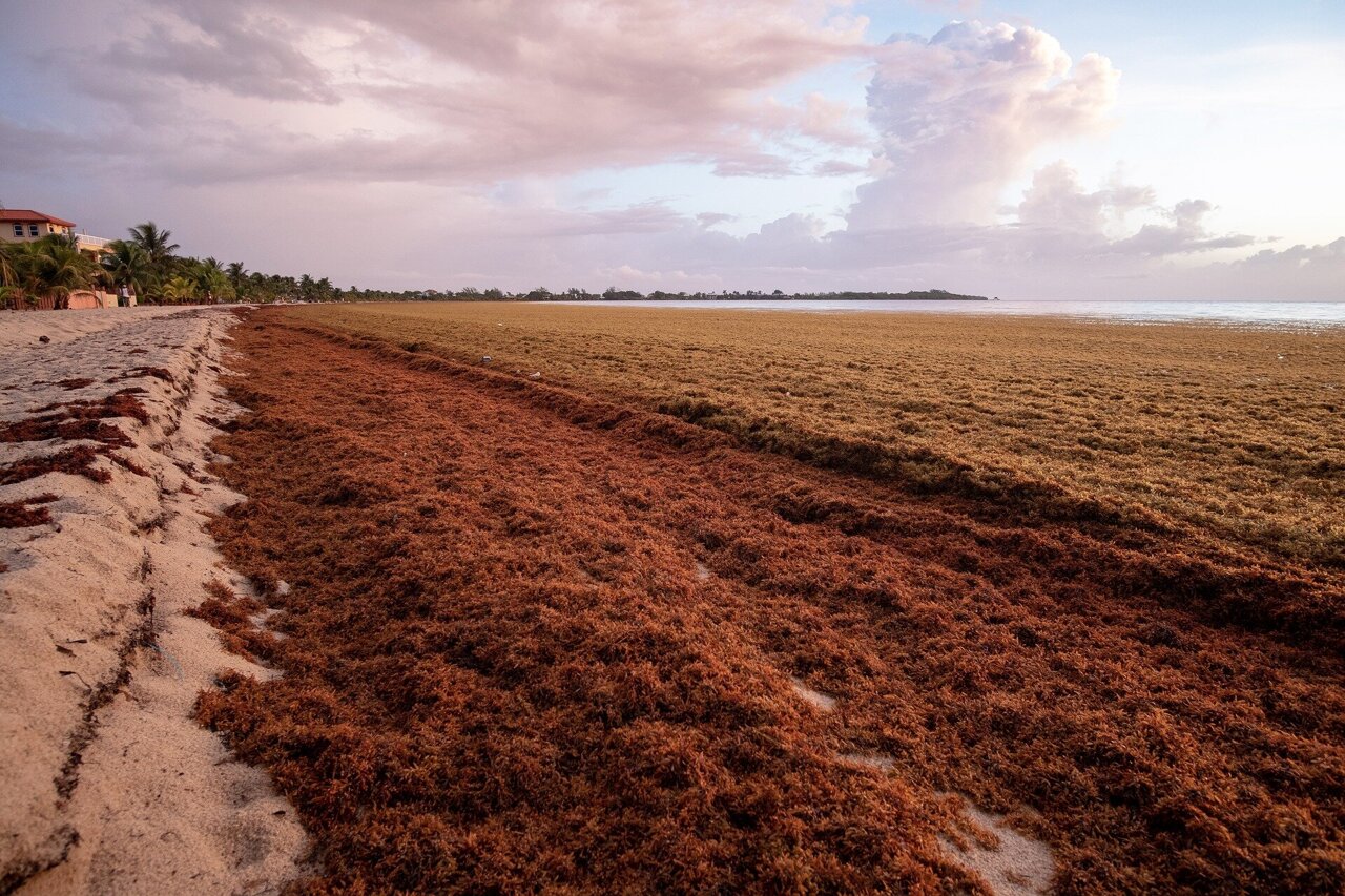 How a toxic seaweed choking Caribbean beaches could become a valuable ...