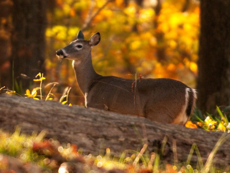 Changes to Ohio deer hunting limits