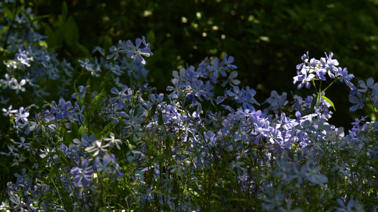 The Purple-Blue Flowering Perennial That'll Thrive In Your Shade Garden