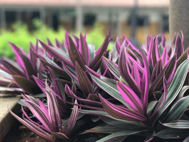 Maguey morado, una de las plantas medicinales más importantes de México