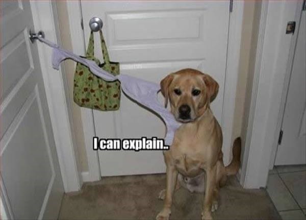 24 Funny Dog Memes to Look at First Thing in the Morning, the Rest Can ...