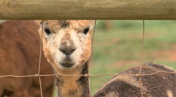 Cedar Point animals escape from petting zoo for 3rd time in 1 year