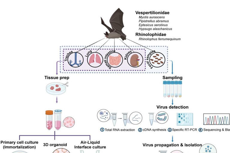 Comprehensive bat organoid platform paves the way for pandemic preparedness