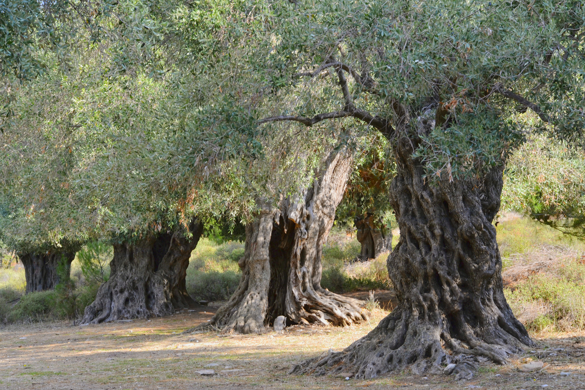 14 Villages Known for Ancient Olive Trees