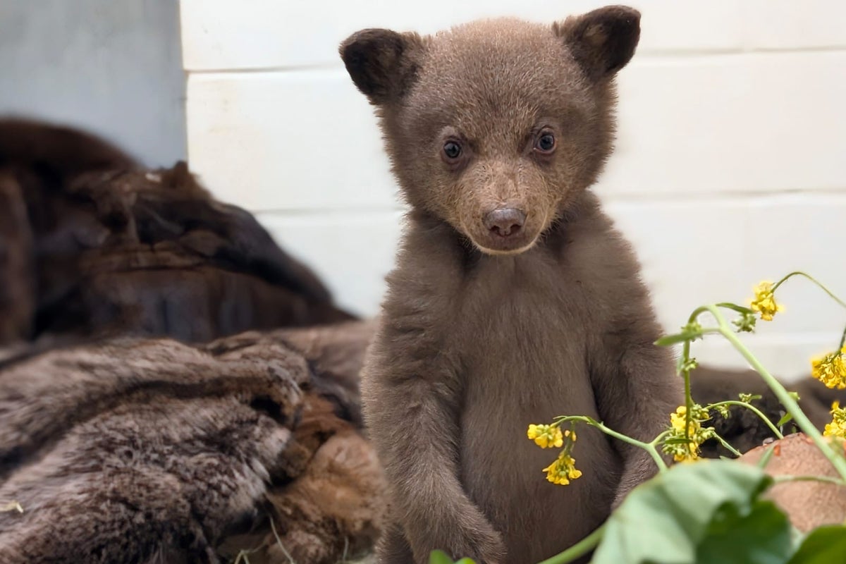 So bear-y excited! Two-month-old cub abandoned by its mom bounces ...