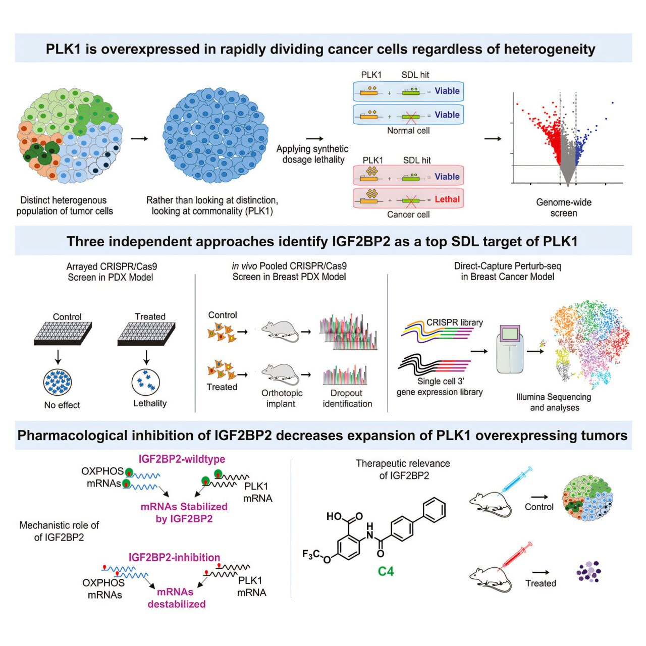 Study finds common genetic target may halt breast cancer cell growth