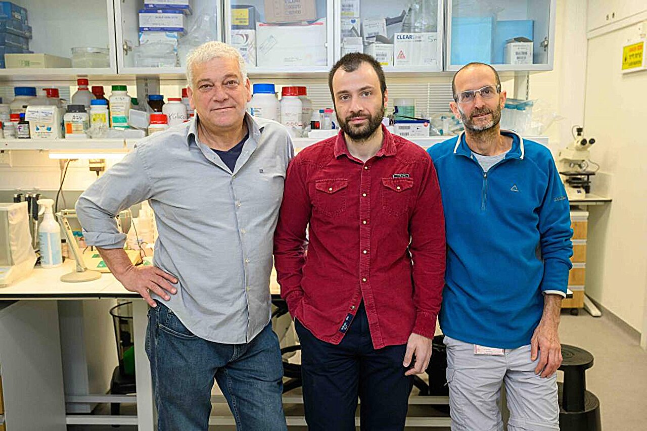 How whisker-generated sounds are encoded in the auditory cortex of mice